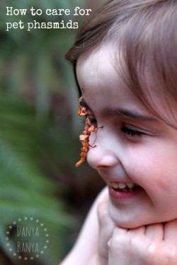 How to care for a pet phasmid – Danya Banya